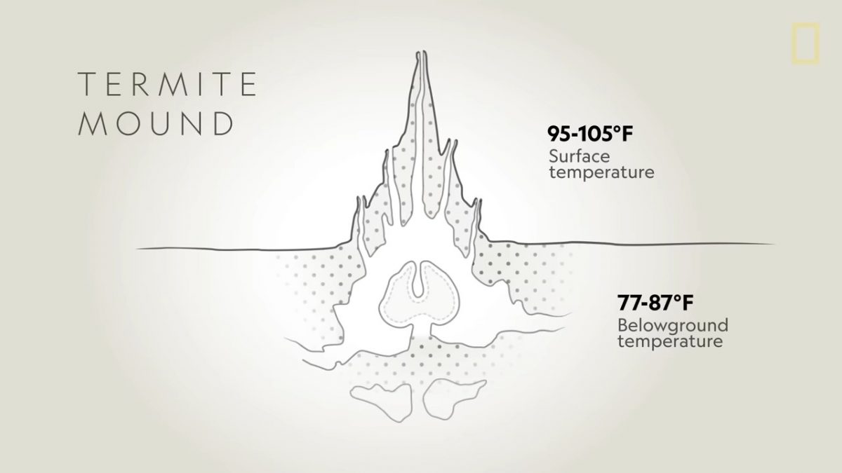 The Power of Biomimicry: Discovering Self-Cooling Buildings Inspired by ...