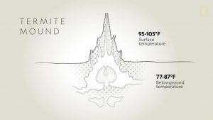 The Power of Biomimicry: Discovering Self-Cooling Buildings Inspired by ...